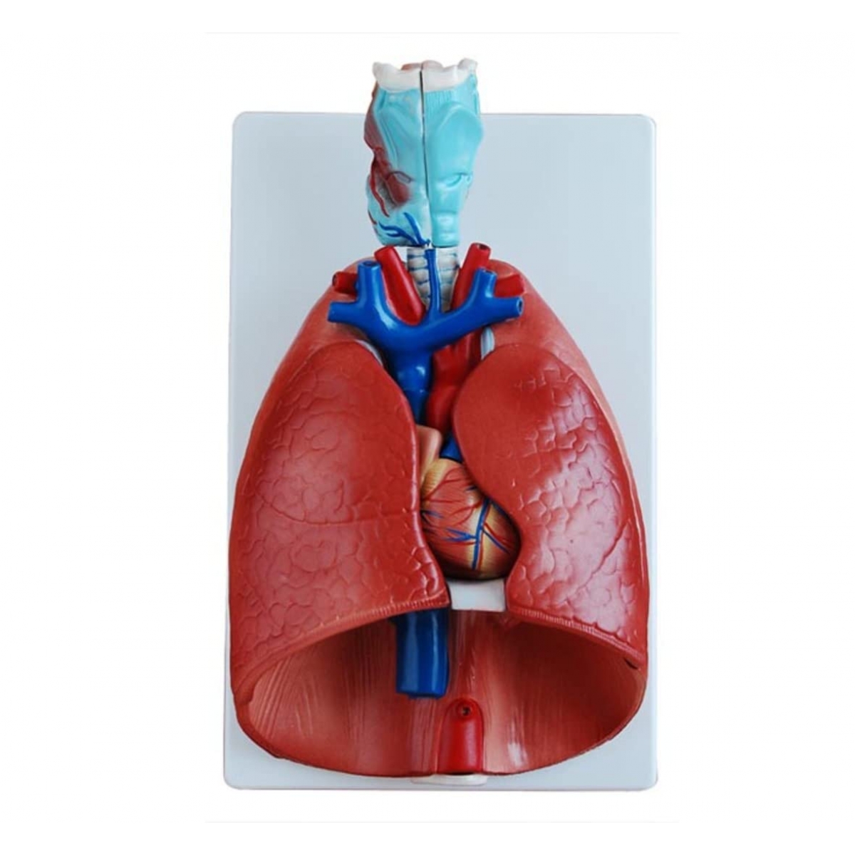 Larynx, Heart And Lungs Model - MYASKRO